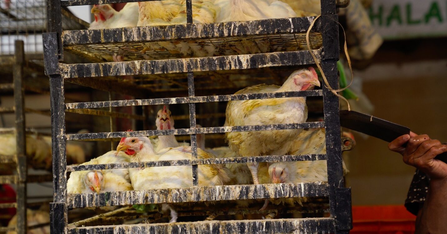 Exposing Chicken Production's Cruelty & Unsafe Practices