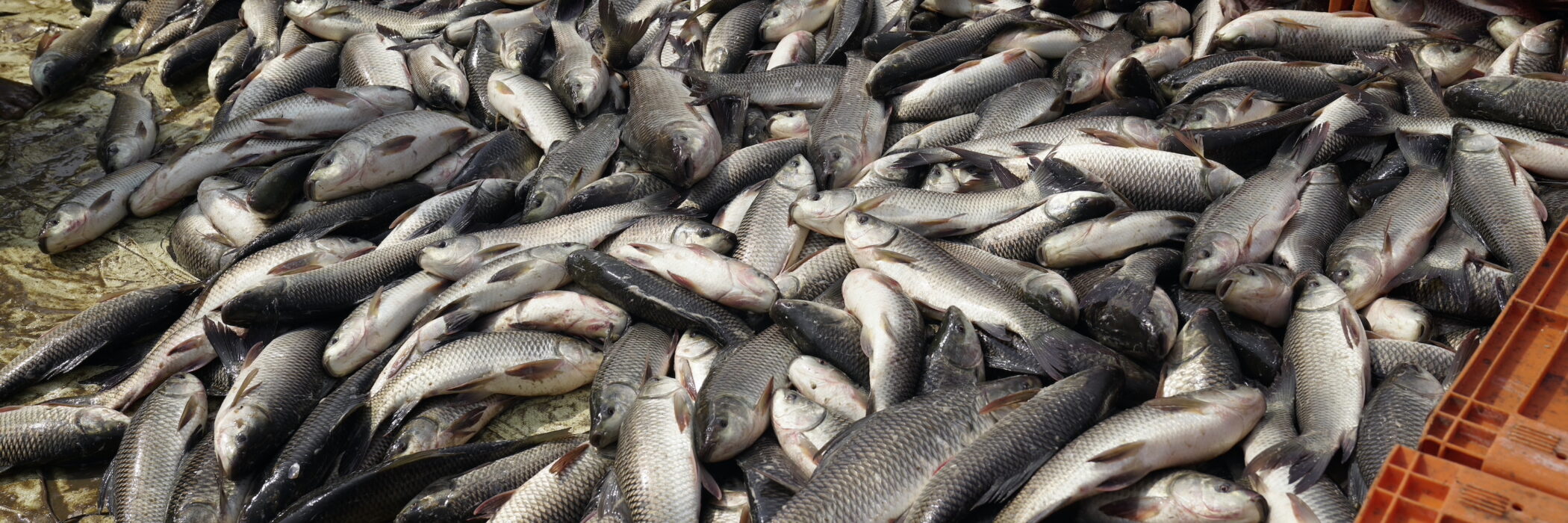 Fish Welfare Crisis: Unveiling India’s Dark Aquaculture