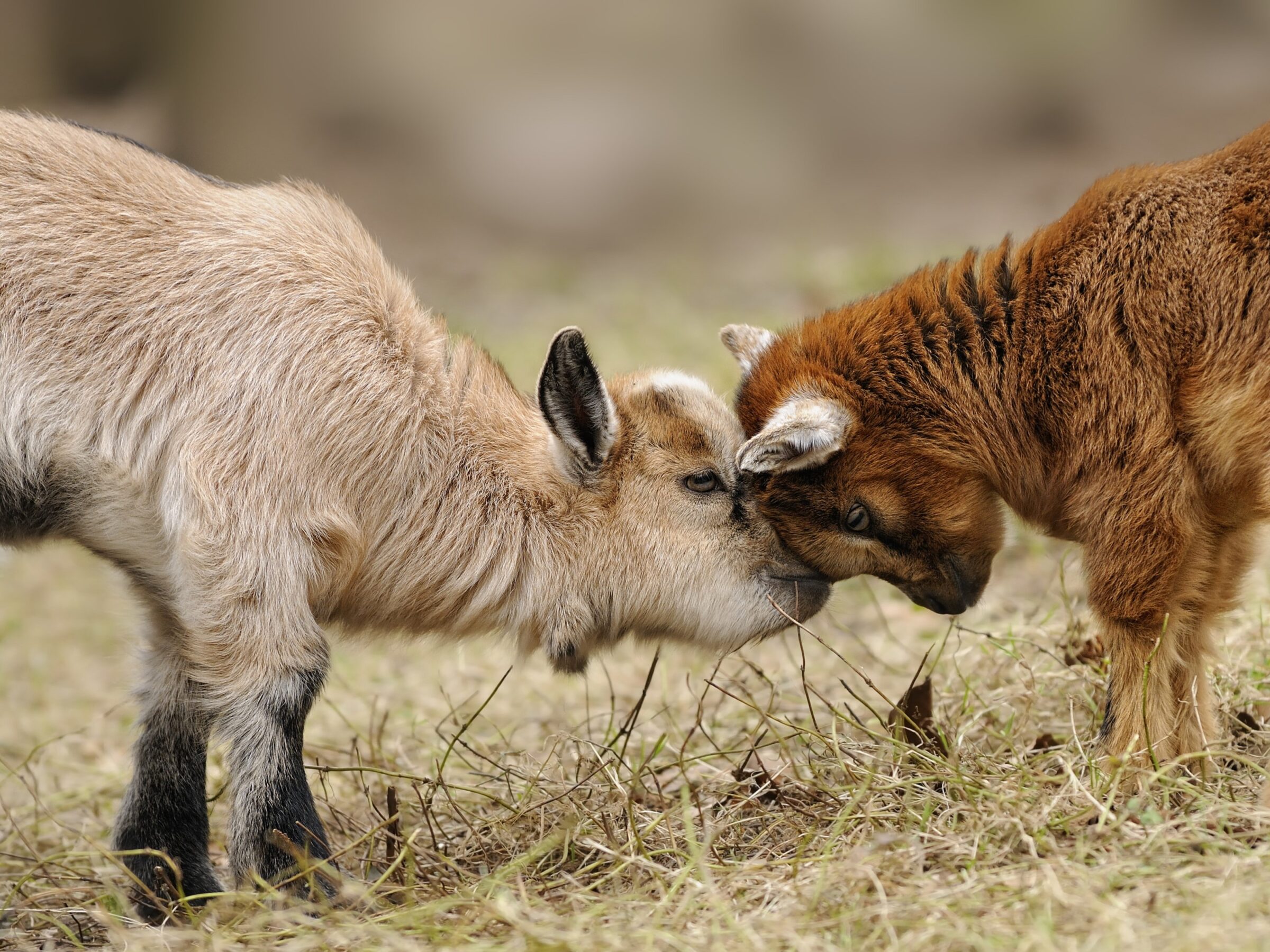Surprising facts about farm animals’ intelligence | Animal Equality India