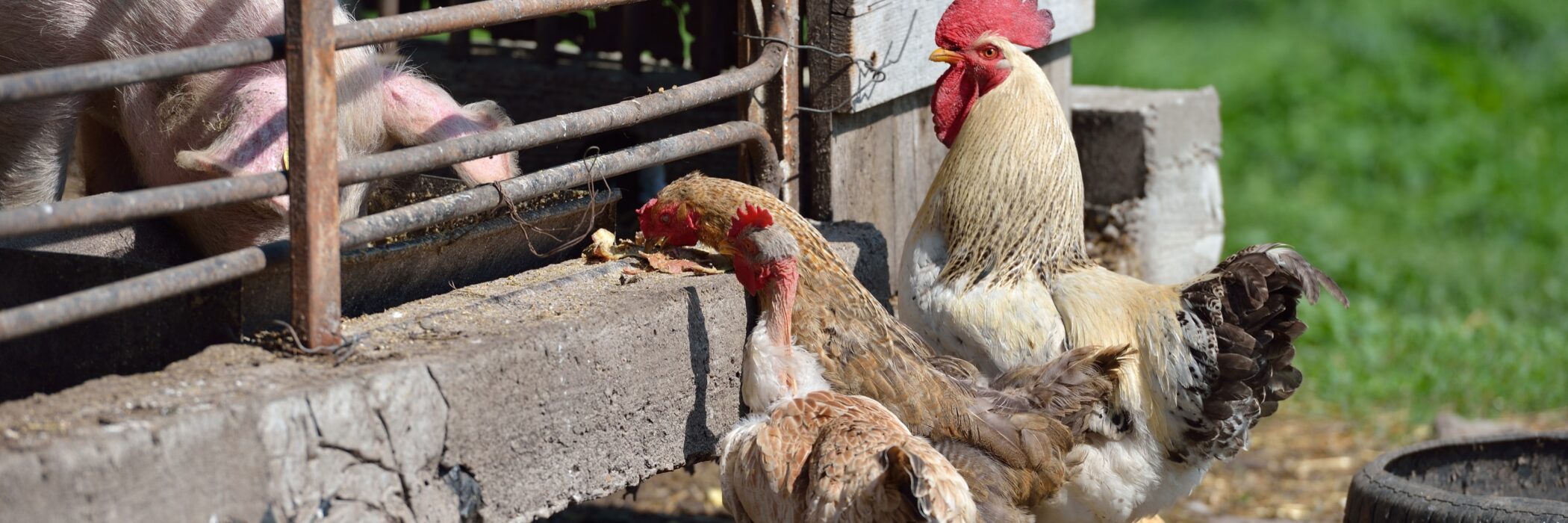 Surprising facts about farm animals’ intelligence | Animal Equality India