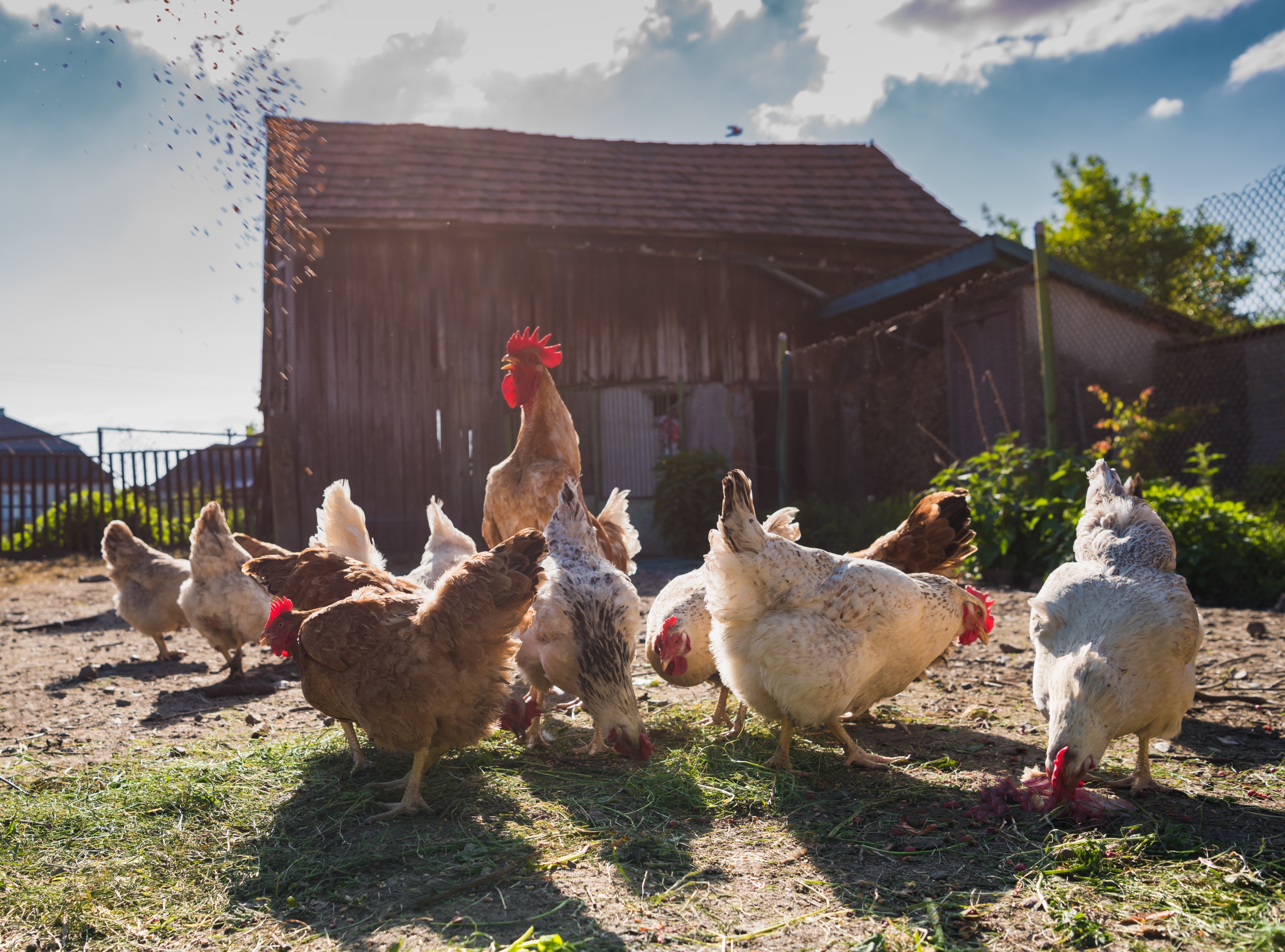 Surprising facts about farm animals’ intelligence | Animal Equality India