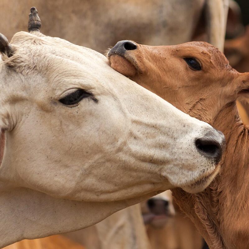 Cow Appreciation Day | Animal Equality India