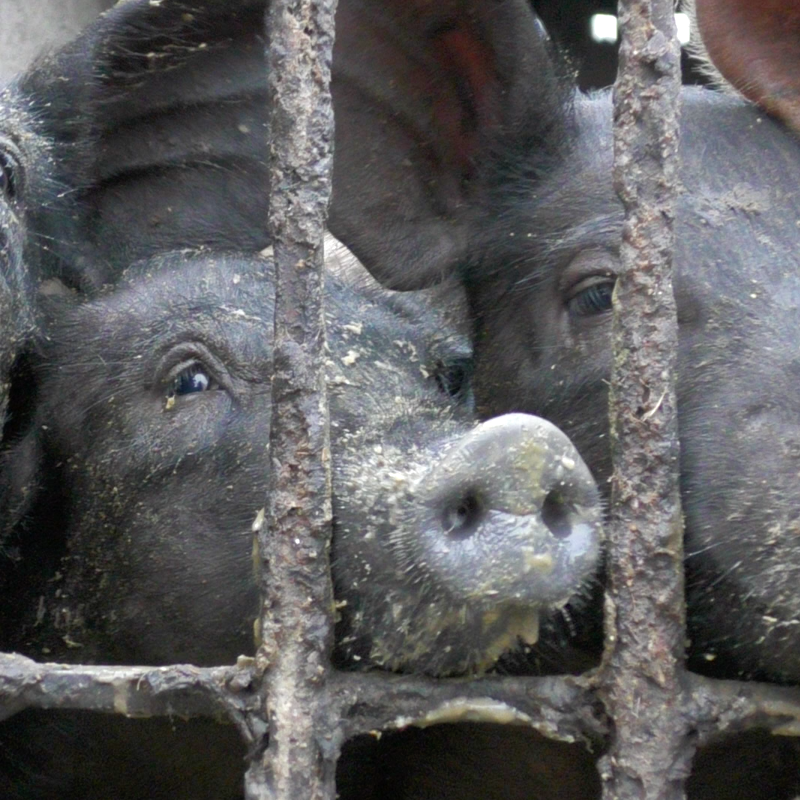 HELP US REDUCE THE SUFFERING OF PIGS
